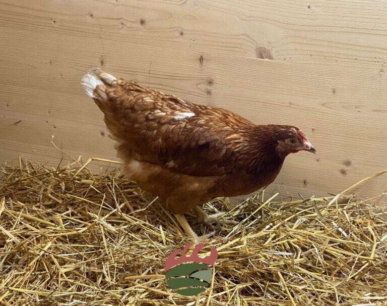 Hühner – Geflügelhof Pötzsch