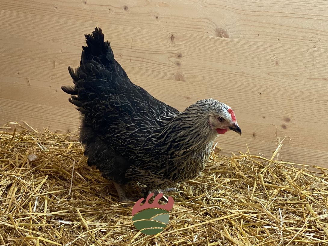 Hühner – Geflügelhof Pötzsch