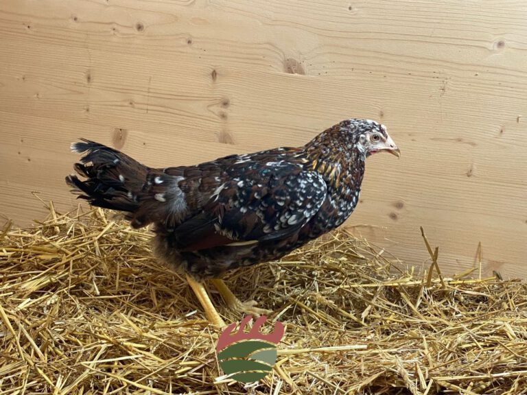 Hühner – Geflügelhof Pötzsch